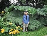 Gunnera - How to grow & care