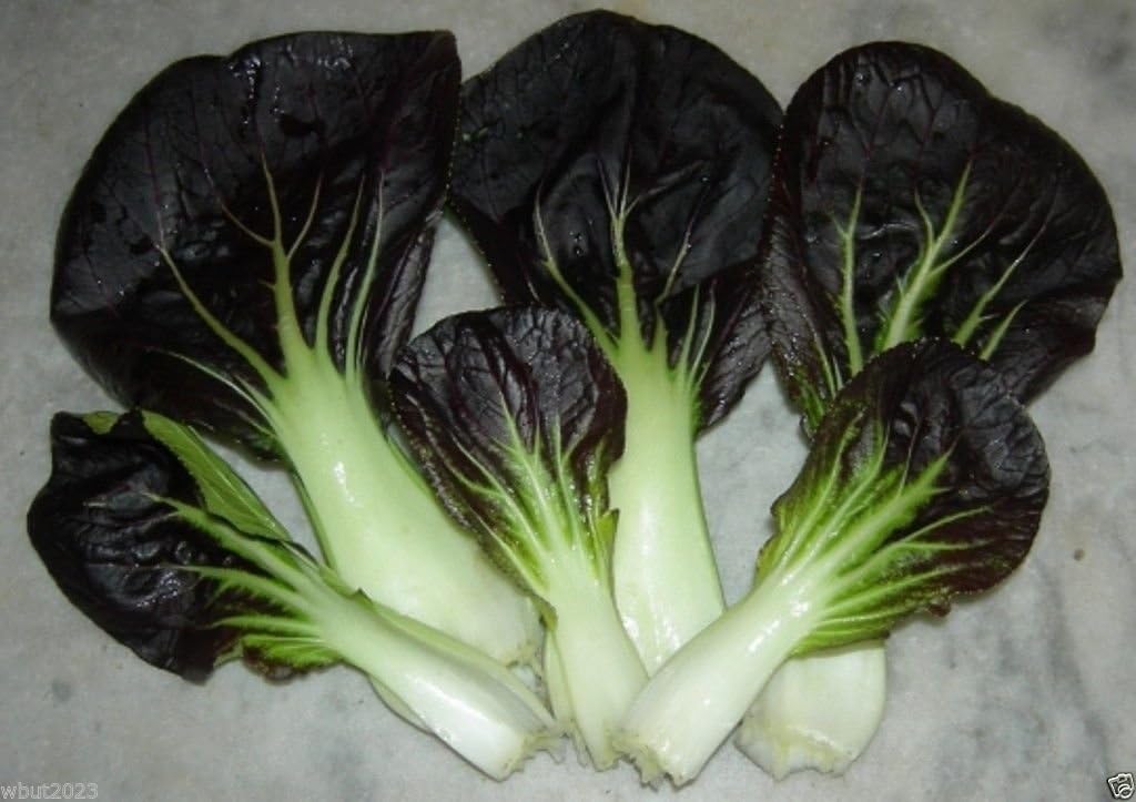 Amazon.com: PAK Choi~dark Purple Leaf Pak Choi Non-heading Leaf Chinese ...