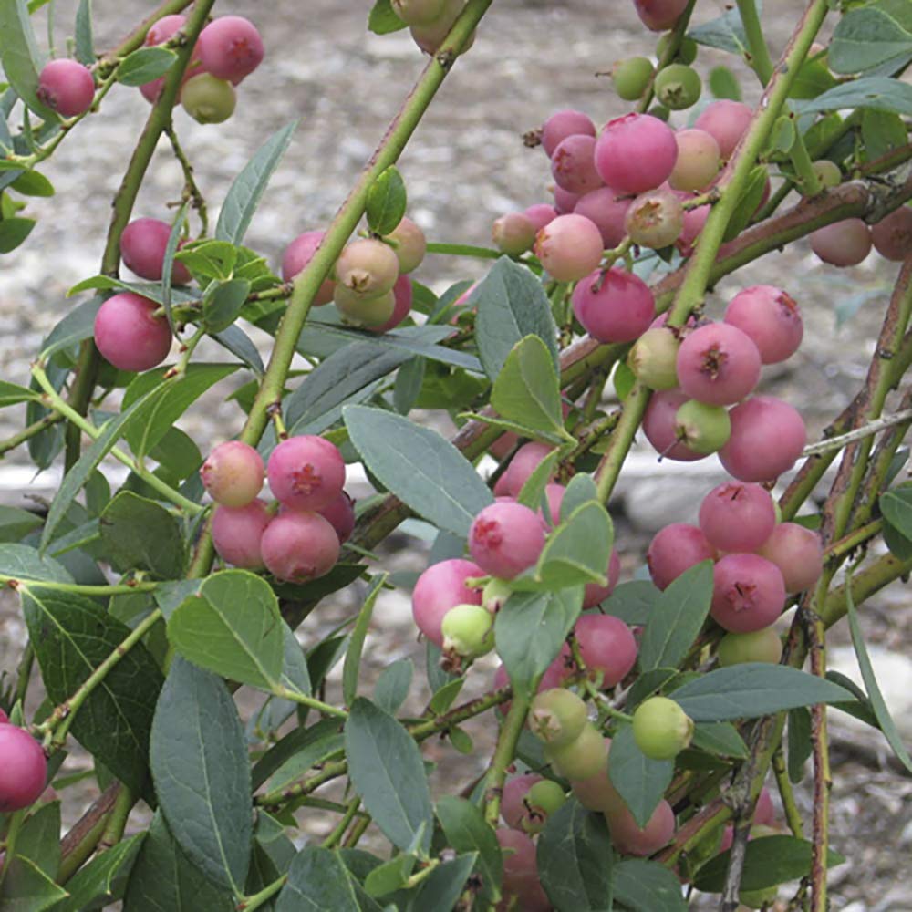 Pink Blueberry 'Pink Lemonade'' plant in 3L pot: Amazon.co.uk: Garden ...