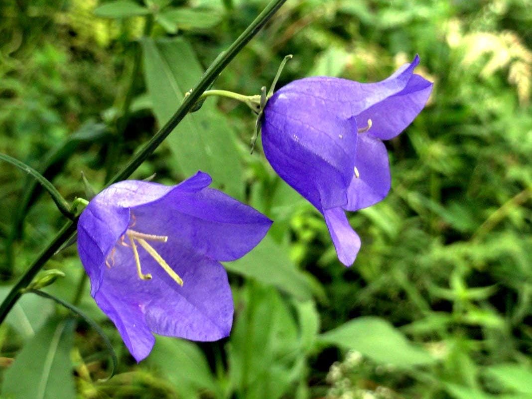 Amazon.com : Tussock Bellflower Seed Mix Campanula Carpatica Carpathian ...