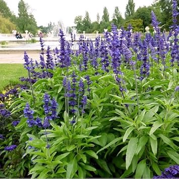 Salvia miltiorrhiza - Salvia miltiorrhiza "Dan shen" - Spg - Seeds ...