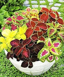 Amazon.com : Seeds Coleus Bluma Flowers Mix Flowers for Planting ...