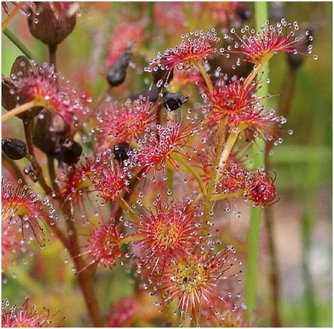 Drosera stolonifera - Plante carnivore - 20 graines: Amazon.fr: Jardin