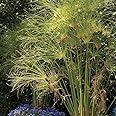 Amazon.com : Park Seeds Cyperus Papyrus, Pack of 30 Flower Seeds ...
