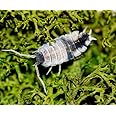 Amazon.com : Live 25ct Powder Oreo Isopods (Porcellionides Pruinosus ...