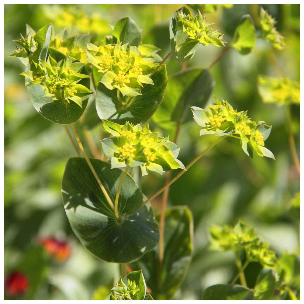 Bupleurum rotundifolium 'Grifithii' Seeds. Bupleurum: Amazon.co.uk ...