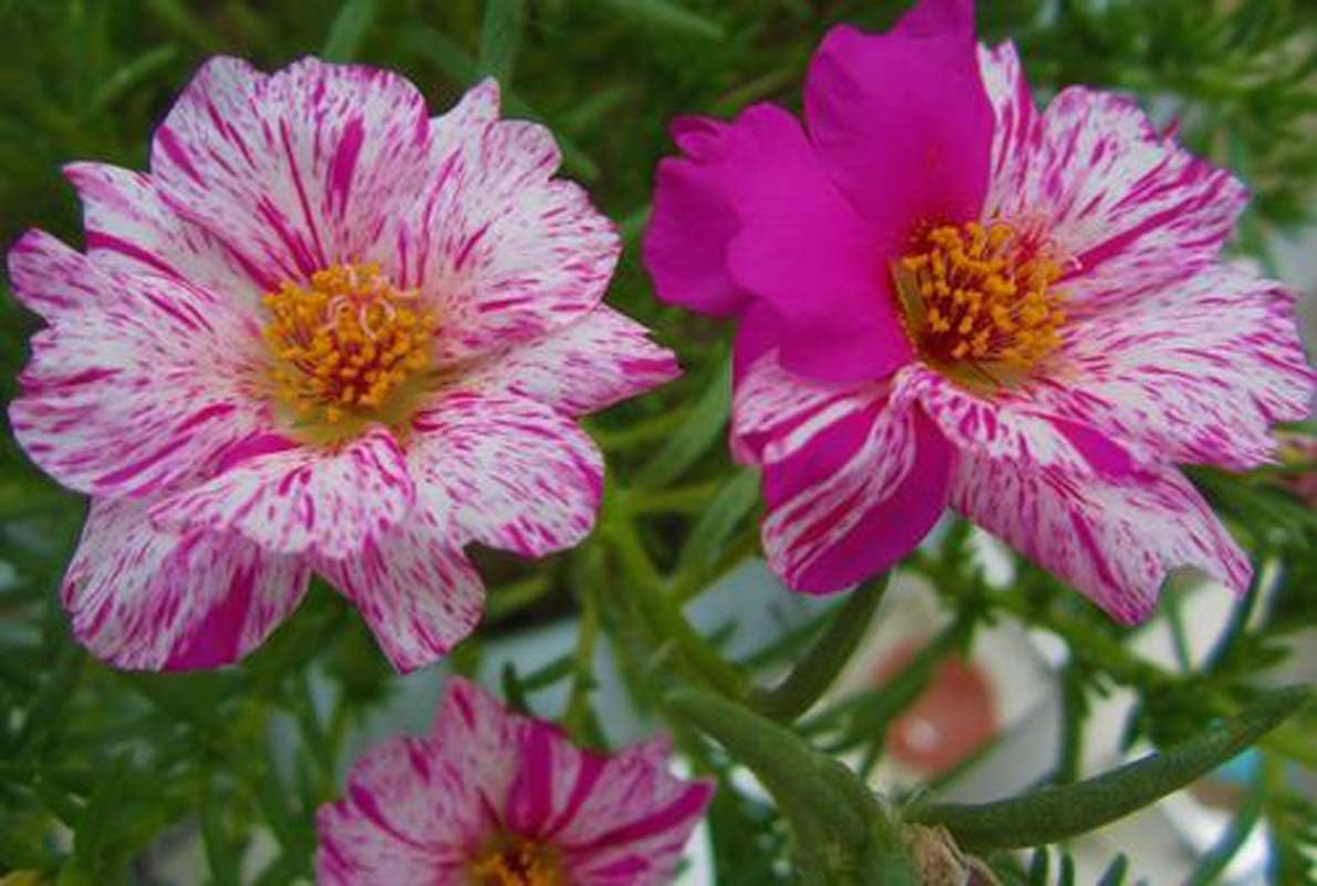 Mixed Color Moss-Rose Purslane Double Flower Seeds 100+ Portulaca ...