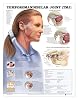 Temporomandibular Joint (TMJ) Anatomical Chart in Kuwait | Whizz Anatomy
