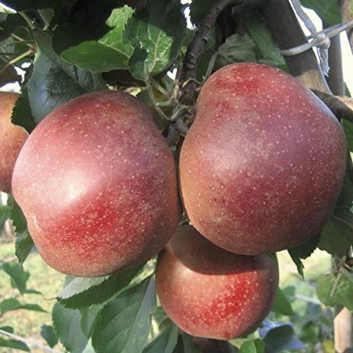 Apfelbaum Rubinette Rosso Herbstapfel Halbstamm aromatisch ca.170-200 ...