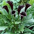 Amazon.com : Beautiful Flowering Black Mapira Lily Blooming Sized Bulb ...