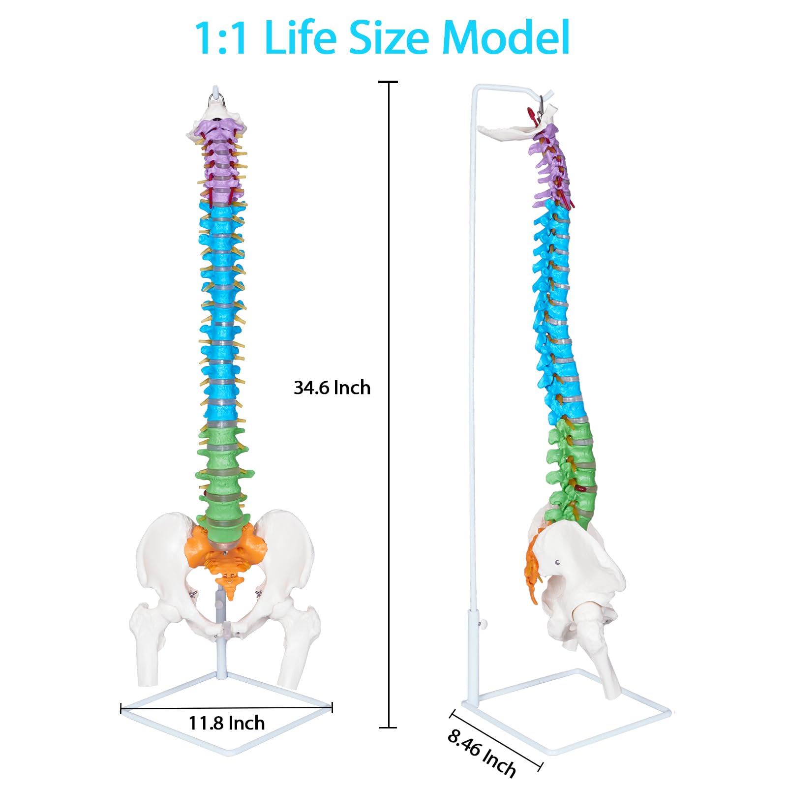 Mua NLShan 34.6'' Full Size Human Spine Skeleton Model, Color ...