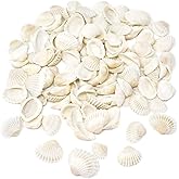 Amazon.com: Ira Pollitt 280 Pcs White Clam Shells Small Tiny Sea Shells ...