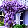 Amazon.com : 3 Purple Wisteria Trees Live Plants, Purple Wisteria Plant ...