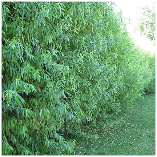 10 Austree Hybrid Willow Trees, Fastest Growing Shade or Privacy Tree ...