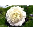 Amazon.com : Grand Duke of Tuscany Jasmine Live Plant, Blooming Jasmine ...