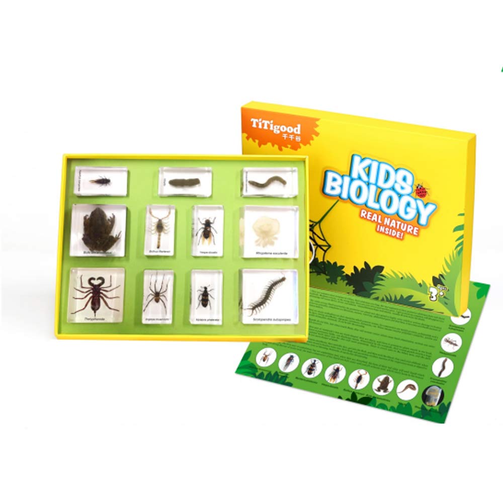 Buy 11Pcs Venomous Animals Specimen Set Science Classroom Taxidermy ...