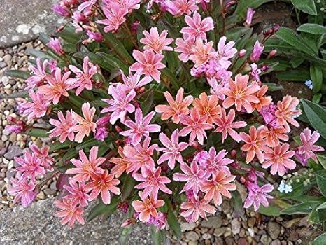 Amazon.com : 20 Lewisia longipetala (Little PLUM Bitterroot) Excellent ...