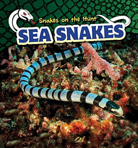 Bahrain Sea Snake Snakes In Bahrain | Pets On Mom.com