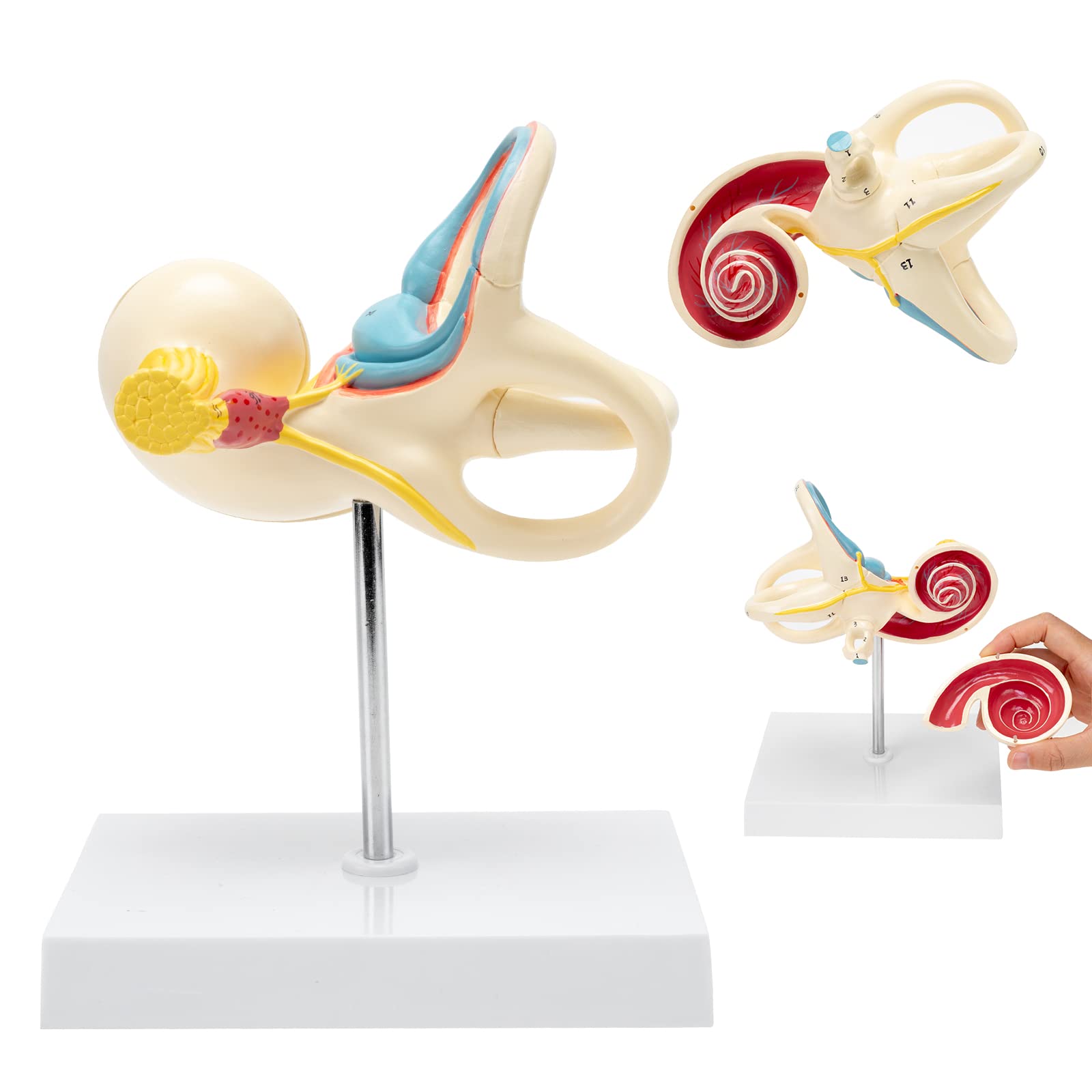 Mua Inner Ear Model, Consisting of Inner Ear Labyrinth (Including Bony ...