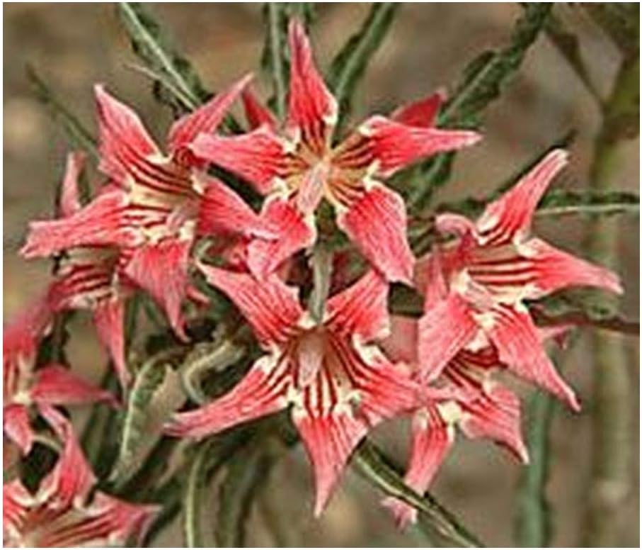 Adenium somalense VAR. crispum - Desert Rose crispum - 4 Seeds: Amazon ...