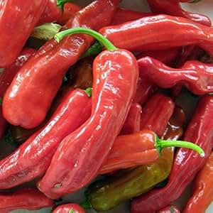 Amazon.com : Sweet Red Corno di Toro 4 Pepper Plants - Heirloom ...