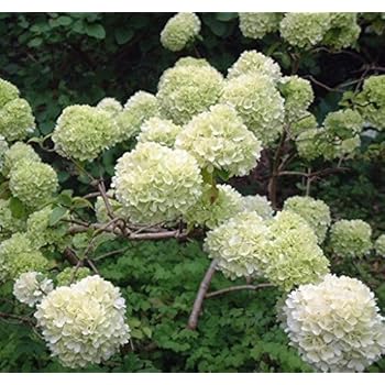 Amazon.com : 1 Old Fashion Snowball Viburnum (Viburnum opulus roseum ...