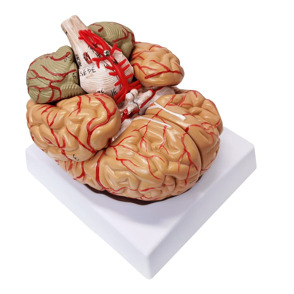 Mua HADWYN Human Brain Model Anatomy 9-Part Model of Brain Life Size ...