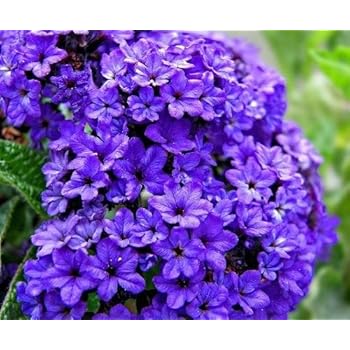 Amazon.com : 50+ Heliotrope Marine Blue Flower Seeds / Perennial ...