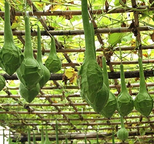 Speckled Swan Gourd Lagenaria Siceraria Seeds 5+Non GMO Cobra Bottle ...