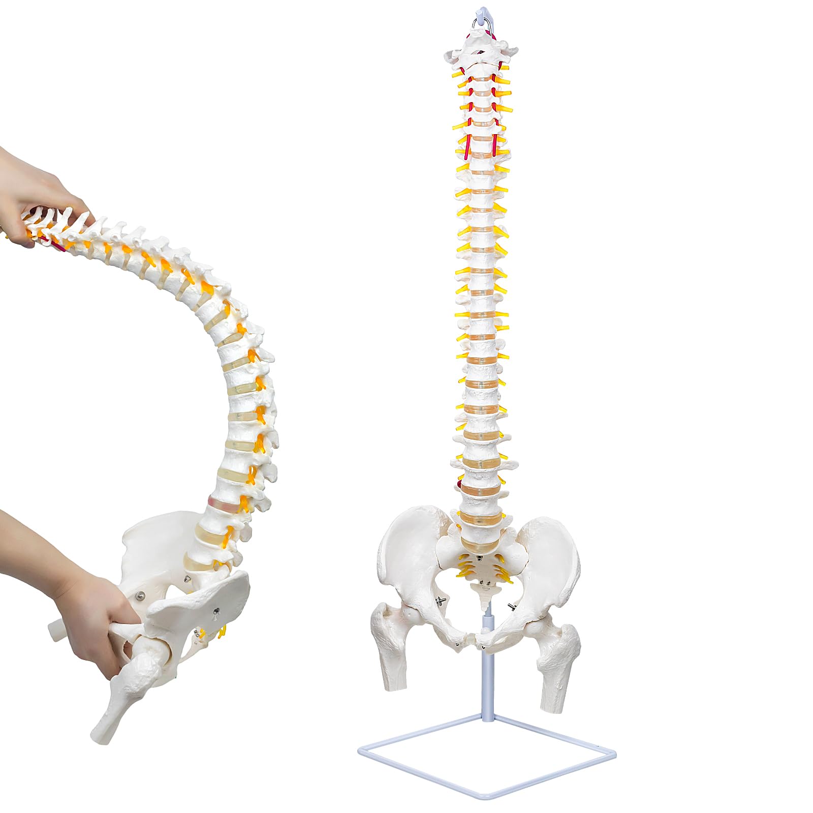 Mua Flexible Spine Model, 34.6" Life Size Spinal Cord Model Flexible ...