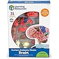 Amazon.com: Learning Resources Cross-section Brain Model - 2 Pieces ...