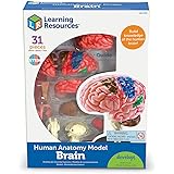 Amazon.com: Learning Resources Cross-section Brain Model - 2 Pieces ...