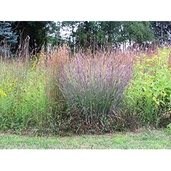 Amazon.com : Outsidepride Tall Native Grass Seed Mix of Bluestems ...