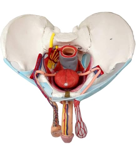 Anatomy Posters For Medical Students Rudiger Anatomie - Muscles Of ...