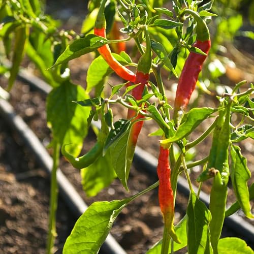 سعر Hot Pepper Chili Pusa jwala (Capsicum frutescens Pusa jwala) Seeds ...