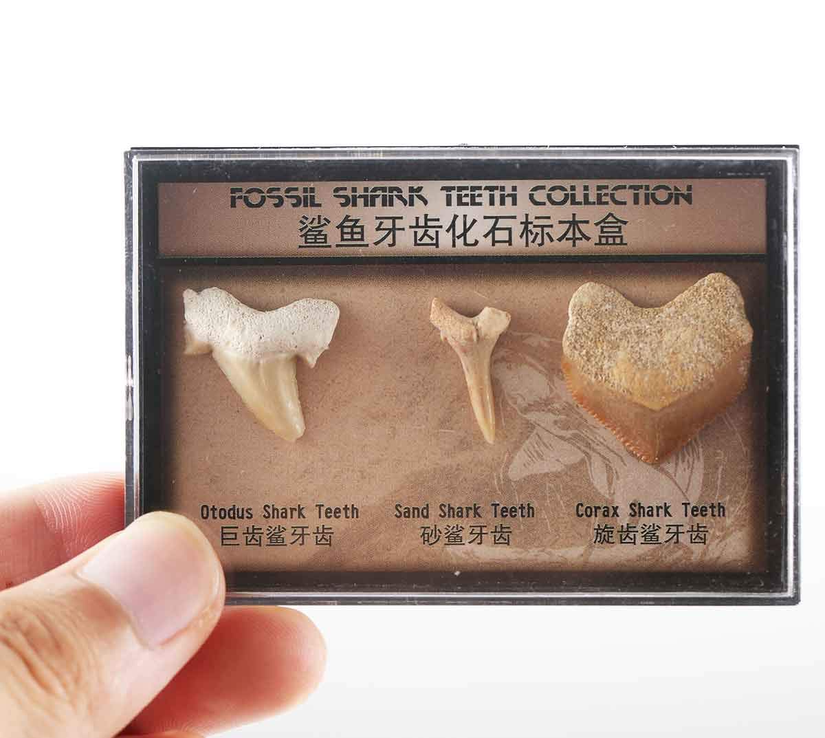 Set of 3 Authentic Prehistoric Real Shark Teeth Fossil with Card ...