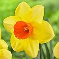 Amazon.com : Votaniki Red Devon Daffodil - Fragrant Blooms, Perennial ...