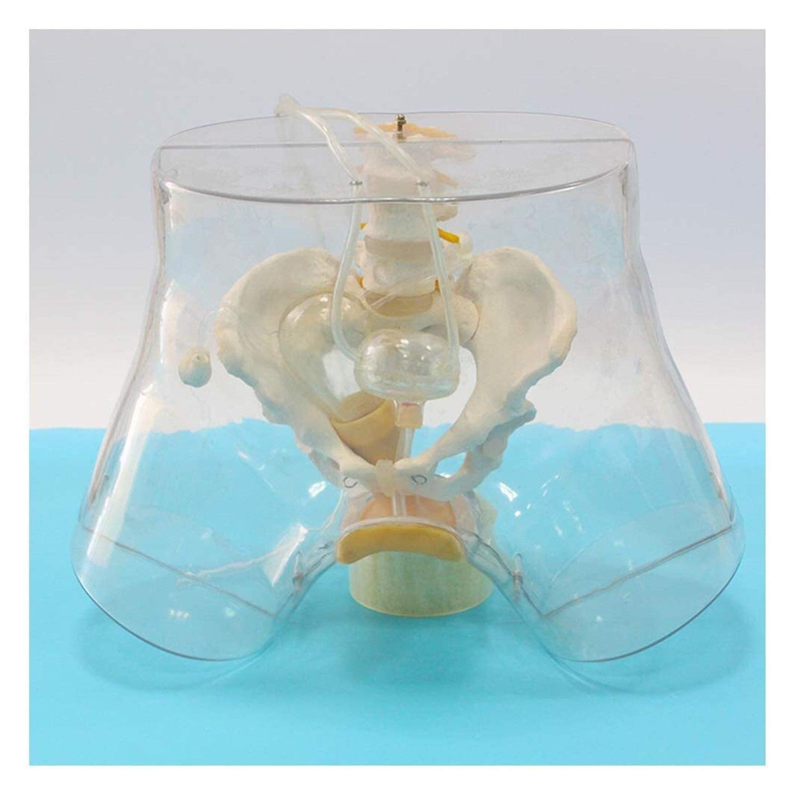 Buy Manikin Female Catheterization Model,Transparent Female ...