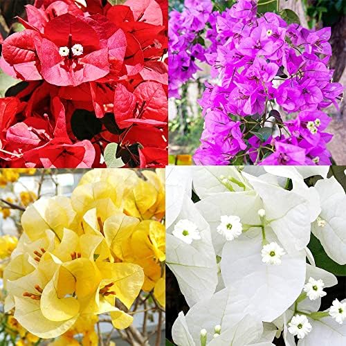 50 Fresh Seeds Mixed Bougainvillea Flower Seeds Mixed For Planting
