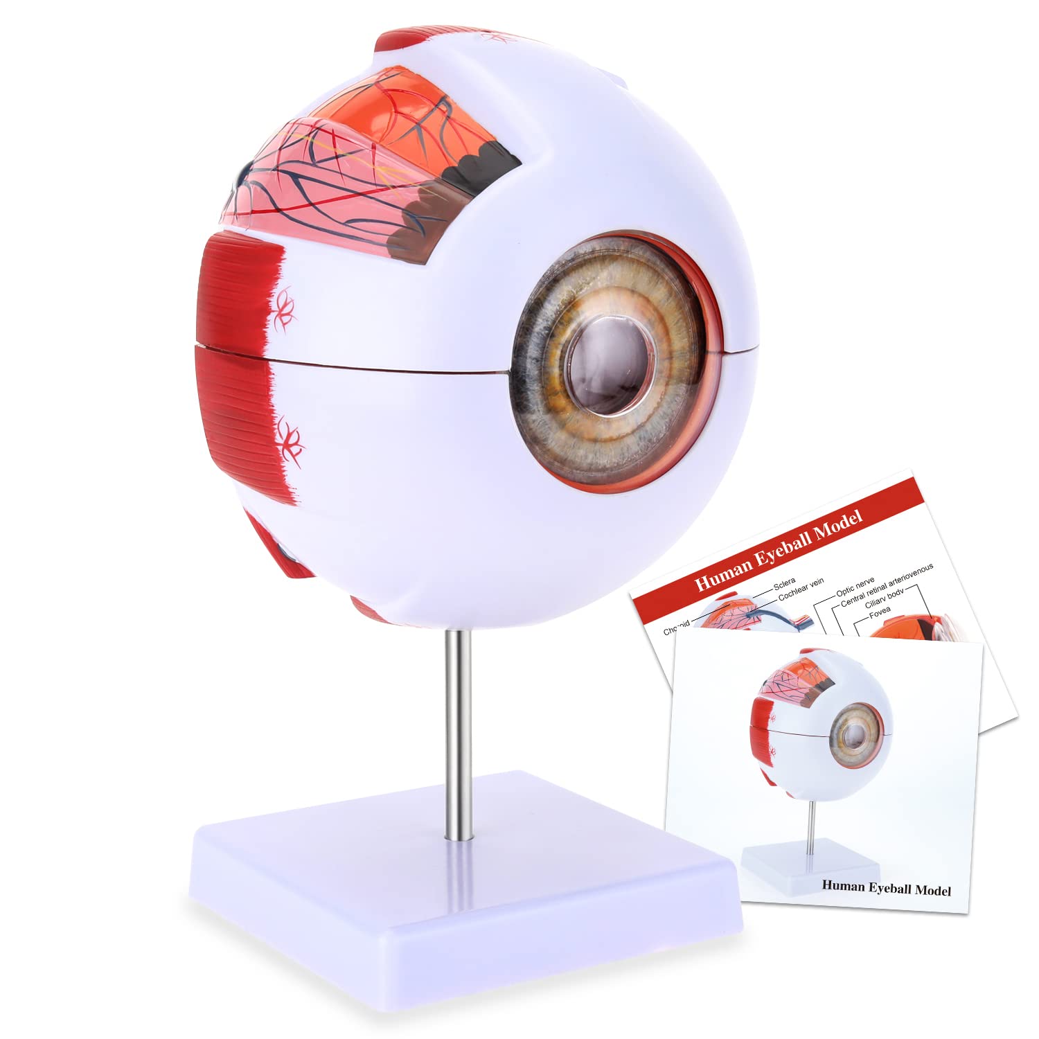 Mua 6X Enlarged Human Eye Anatomical Model - Accurate Eye Model Shows ...