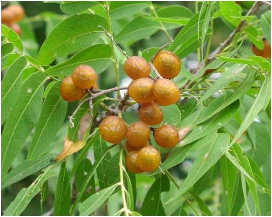 Sapindus saponaria - Soapberry - 5 Seeds: Amazon.co.uk: Garden & Outdoors