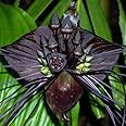 Amazon.com : Tacca Chantrieri Black Bat Orchid Plant Live Indoor, Black ...
