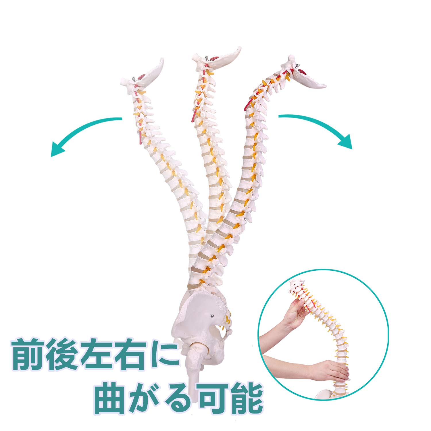Mua (Physical The) Spinal Model, 35.4 inches (90 cm), Spinal Vertebra ...