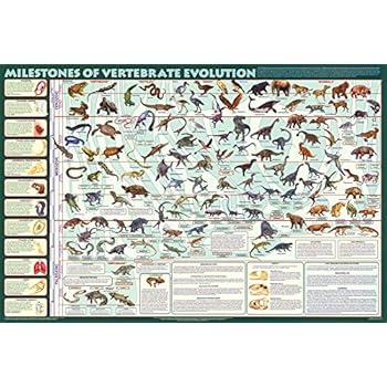Amazon.com: 123Posters Human Evolution Poster 24 x 36: Prints: Posters ...