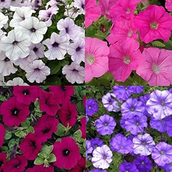 Amazon.com : Double Wave Red Petunia Seeds Seed Pack : Flowering Plants ...