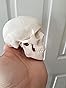 Amazon.com: Mini Skull Model - 3 Parts Small Size Human Anatomical ...