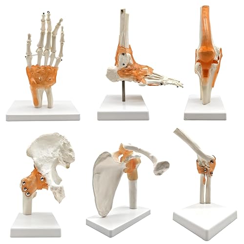 6 pcs/Set Anatomy Models Human Shoulder Elbow Hip Knee Hand Foot Joint ...