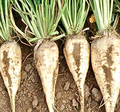 Buy 1 LB (25,000+ ) Sugar Beet Seed - Sweet White Beet, grown for sugar ...