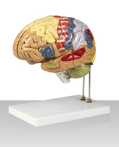 Best Brain Models - 10Reviewz