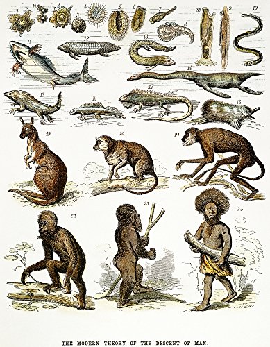 Mua Evolution Chart NThe Modern Theory Of The Descent Of Man (Evolution ...
